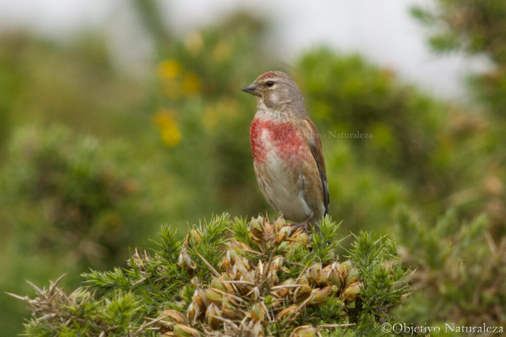 Pardillo común – Objetivo Naturaleza
